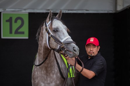 Tapit Trice - Horse Profile - BloodHorse