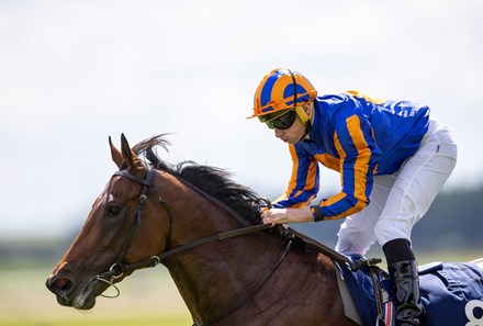 Paddington (GB) - Horse Profile - BloodHorse