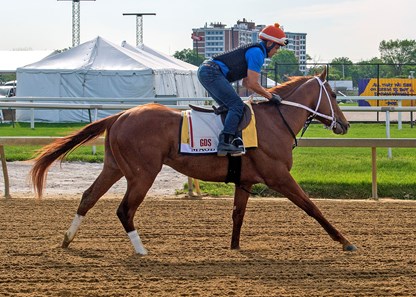 Mage - Horse Profile - BloodHorse