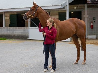 Sibelius - Horse Profile - BloodHorse