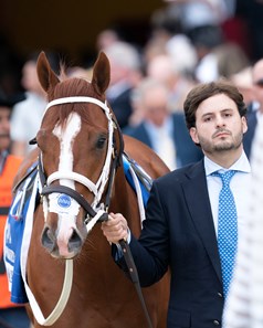 Mage - Horse Profile - BloodHorse