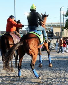Practical Move - Horse Profile - BloodHorse