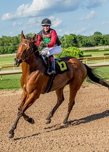 Edgy - Horse Profile - BloodHorse
