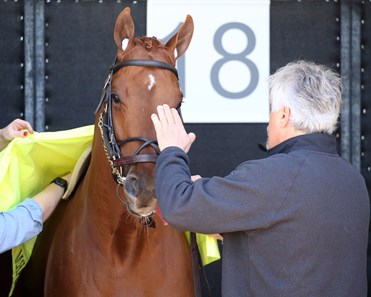Disarm - Horse Profile - BloodHorse