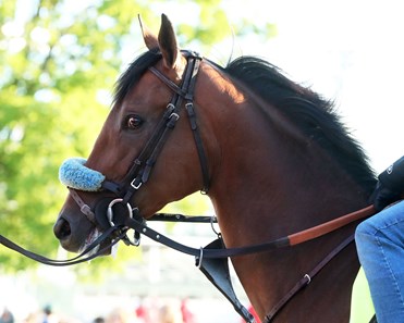 Practical Move - Horse Profile - BloodHorse