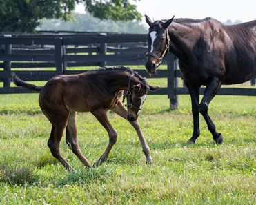 Zenyatta and her 2023 War Front Filly - Slideshow - BloodHorse