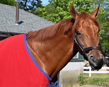 Red Route One - Horse Profile - BloodHorse