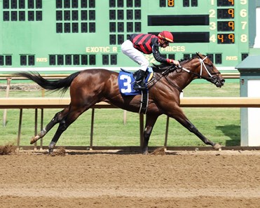 Blue Light - Horse Profile - BloodHorse