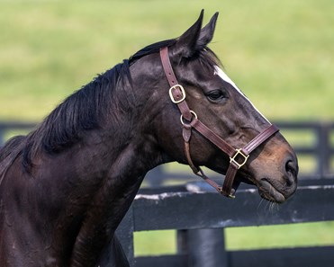 Zenyatta and her 2023 War Front Filly - Slideshow - BloodHorse