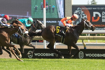 Mohawk Trail - Horse Profile - BloodHorse