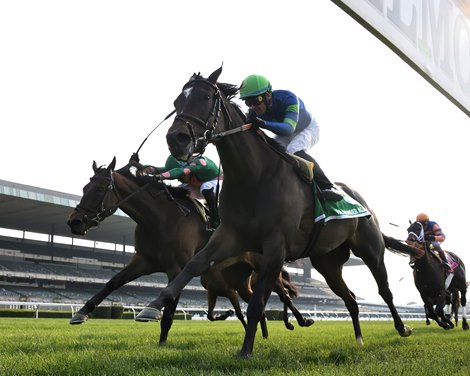 Brown Runners Highlight Belmont Work Tab June 25 - BloodHorse