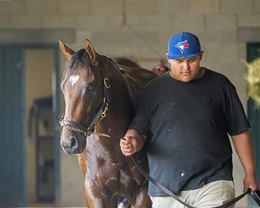 American Rascal - Horse Profile - BloodHorse