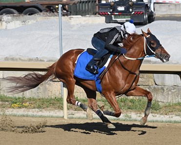 Red Route One - Horse Profile - BloodHorse