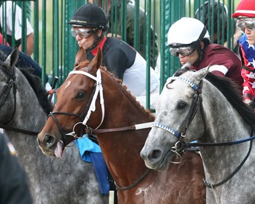 Disarm - Horse Profile - BloodHorse