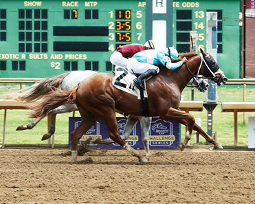 Tapit's Conquest - Horse Profile - BloodHorse