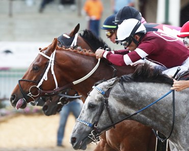 Disarm - Horse Profile - BloodHorse