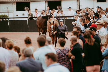 Arqana August Yearling Sale Features 314 Top Pedigrees - BloodHorse