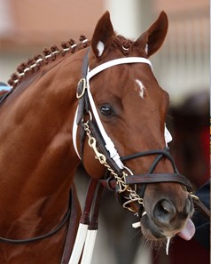Disarm - Horse Profile - BloodHorse