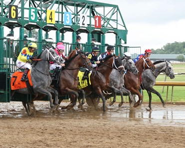 Disarm - Horse Profile - BloodHorse