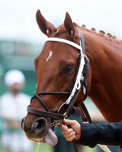 Disarm - Horse Profile - BloodHorse