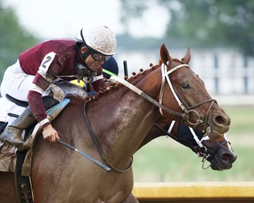Disarm - Horse Profile - BloodHorse