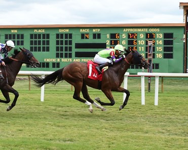 Harry Hood - Horse Profile - BloodHorse