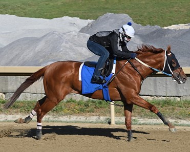 Red Route One - Horse Profile - BloodHorse