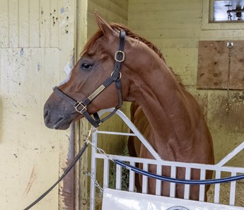 Tapit Shoes - Horse Profile - BloodHorse