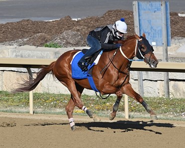 Red Route One - Horse Profile - BloodHorse