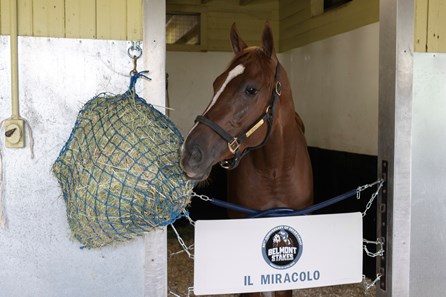 Il Miracolo - Horse Profile - BloodHorse