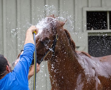 Mage - Horse Profile - BloodHorse