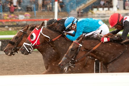 Il Malocchio - Horse Profile - BloodHorse