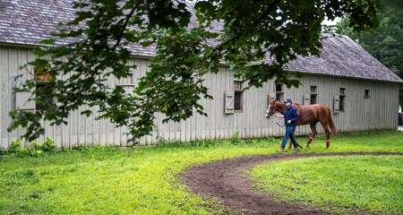 Mage - Horse Profile - BloodHorse