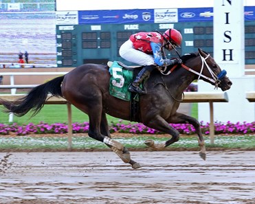 Primrose Girl - Horse Profile - BloodHorse