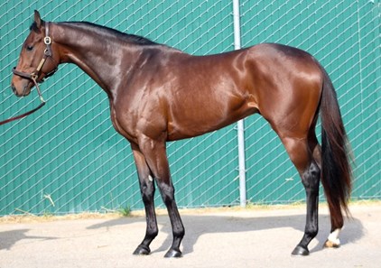 Cagliostro - Horse Profile - BloodHorse