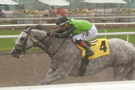 Tyson - Horse Profile - BloodHorse