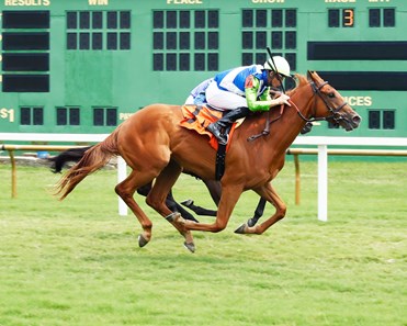 She Feels Pretty - Horse Profile - BloodHorse