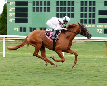 Holy Foley - Horse Profile - BloodHorse