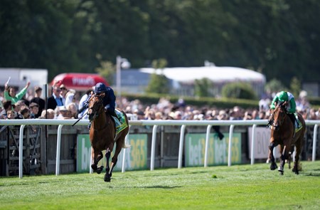 City of Troy - Horse Profile - BloodHorse