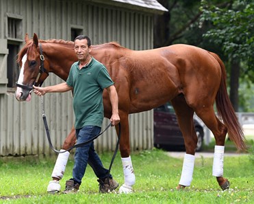 Mage - Horse Profile - BloodHorse