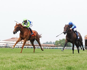 She Feels Pretty - Horse Profile - BloodHorse