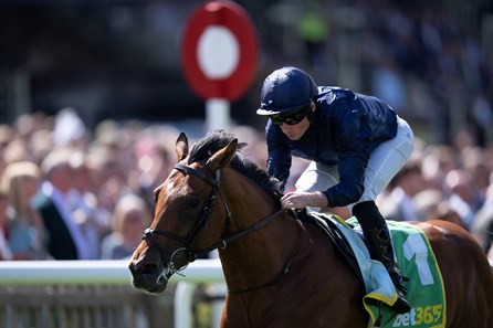 City of Troy - Horse Profile - BloodHorse