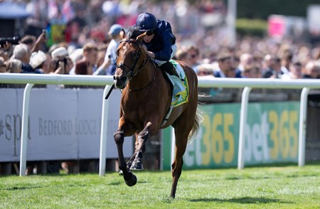 City of Troy - Horse Profile - BloodHorse