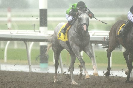 Tyson - Horse Profile - BloodHorse