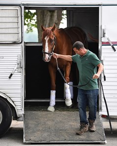 Mage - Horse Profile - BloodHorse