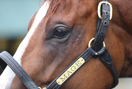 Mage - Horse Profile - BloodHorse