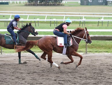 Mage - Horse Profile - BloodHorse