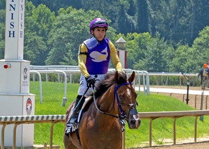 Super Accelerate - Horse Profile - BloodHorse