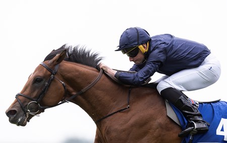 City of Troy - Horse Profile - BloodHorse