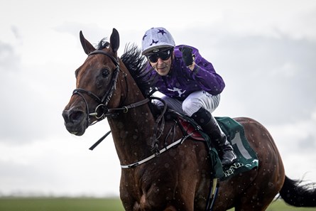 Bucanero Fuerte (GB) - Horse Profile - BloodHorse